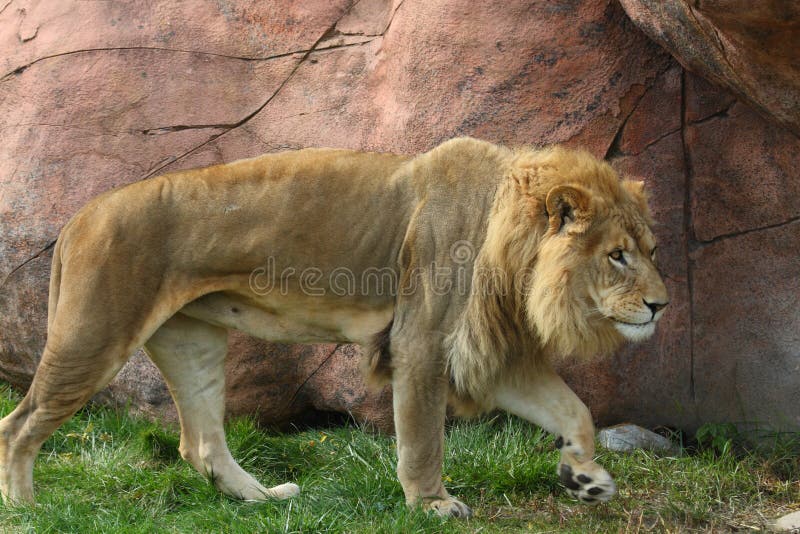 9,422 Lew Na Polowaniu zdjęć stockowych - bezpłatne i z licencją ...