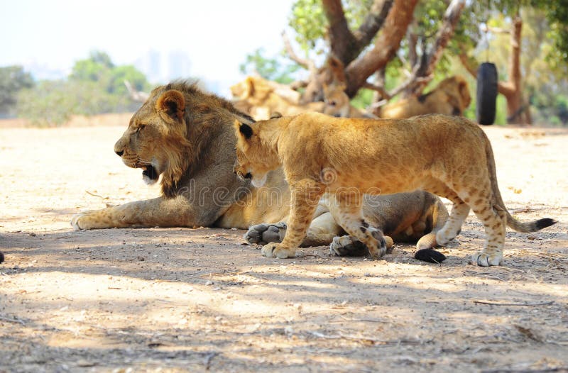 Lew zdjęcie stock. Obraz złożonej z dziki, czujny, drzewo - 12995784