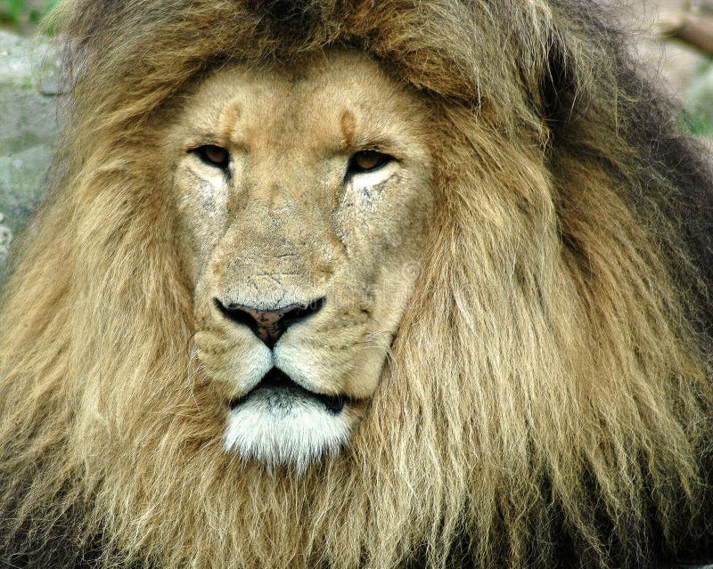 Lew samiec obraz stock. Obraz złożonej z zdobycz, drapieżnik - 10233365