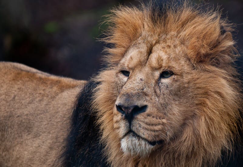 Lew obraz stock. Obraz złożonej z gnuśny, trawy, łapy - 15042989