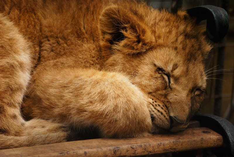 Lew obraz stock. Obraz złożonej z futerko, ławka, figlarka - 15197977