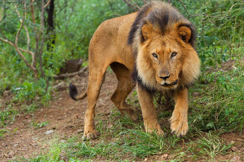 Lew 2 obraz stock. Obraz złożonej z afryka, myśliwy, naturalny - 27532789