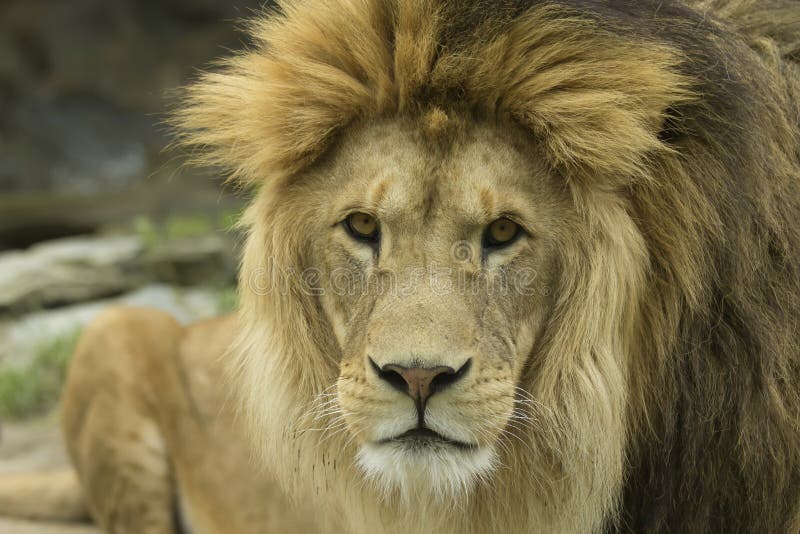 Lew miastowy zdjęcie stock. Obraz złożonej z grzywa, miastowy - 25552482