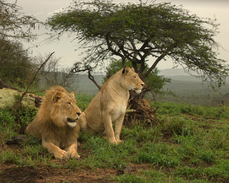 Lew obraz stock. Obraz złożonej z sawanna, afryka, oczy - 29129891