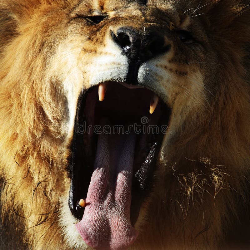 Lew zdjęcie stock. Obraz złożonej z afryka, samiec, duży - 11168034