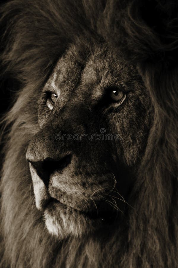 Wysoki Kontrast Czarny I Biały Męska Afrykańska Lew Twarz Zdjęcie Stock ...