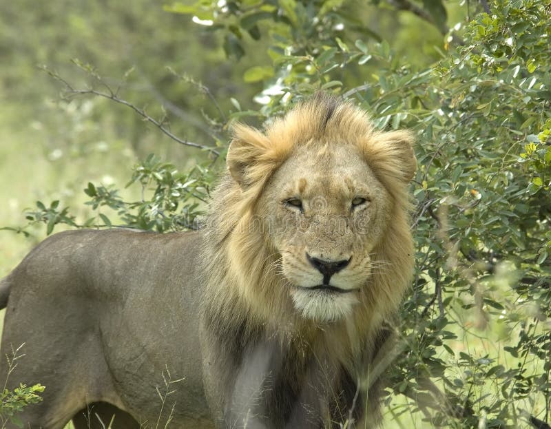 Lew afryce afryki zdjęcie stock. Obraz złożonej z zakończenie - 3740984