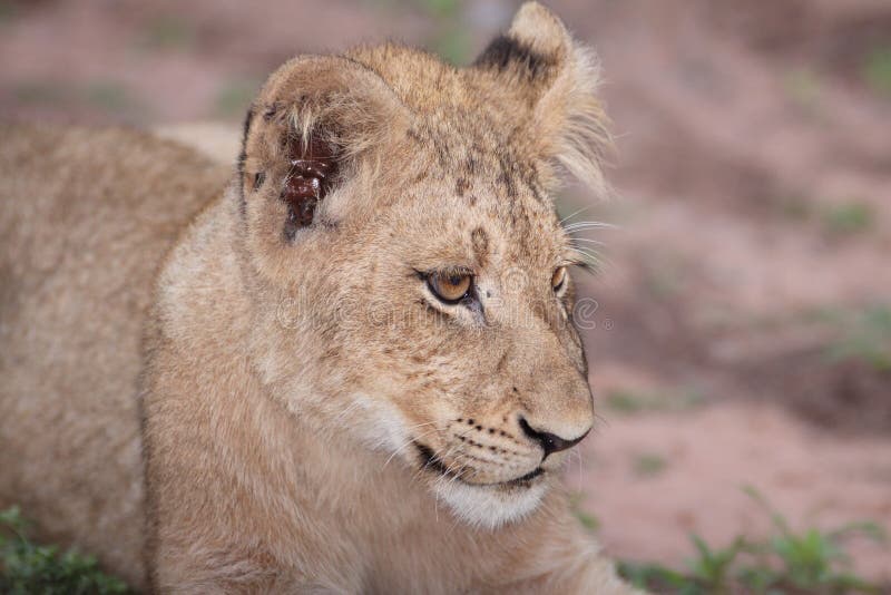 Lew zdjęcie stock. Obraz złożonej z afryka, południe, plenerowy - 7603604