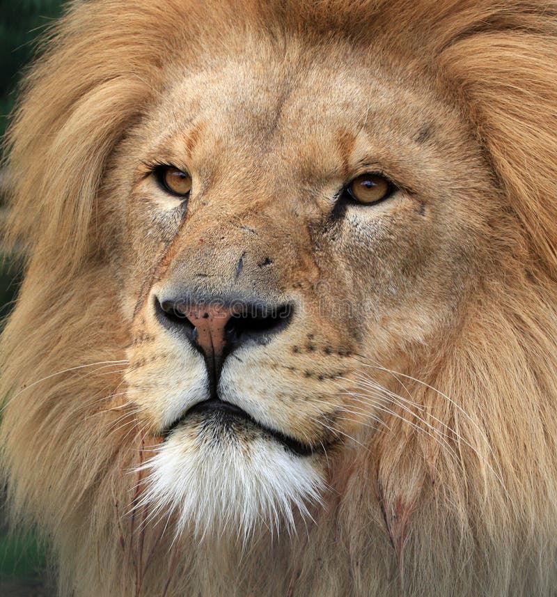 Lew twarz zdjęcie stock. Obraz złożonej z afrykanin, drapieżnik - 4995132
