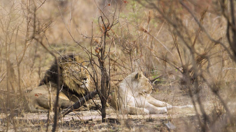 Lew I Lwica W Kruger Parku Narodowym Zdjęcie Stock - Obraz złożonej z ...