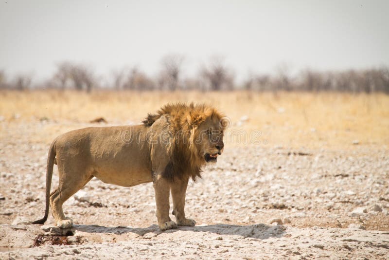 Dzika lew samiec zdjęcie stock. Obraz złożonej z samiec - 93050356