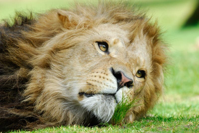 Lew samiec zdjęcie stock. Obraz złożonej z pustkowie, usta - 9709638
