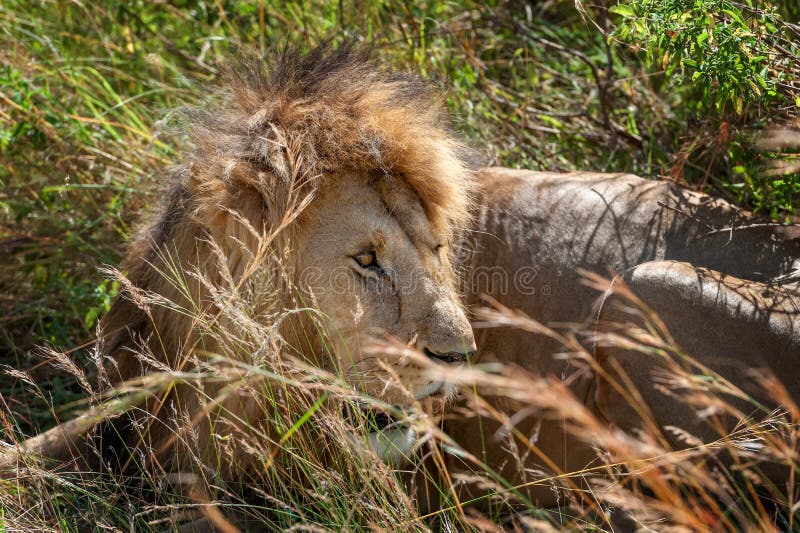 Lew Samiec W Parku Narodowym Kenja Obraz Stock - Obraz złożonej z ...
