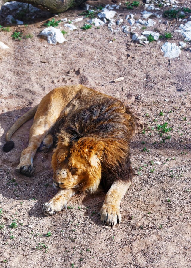 Lew W Zoo W Cytadeli Besancon Zdjęcie Stock - Obraz złożonej z budynek ...