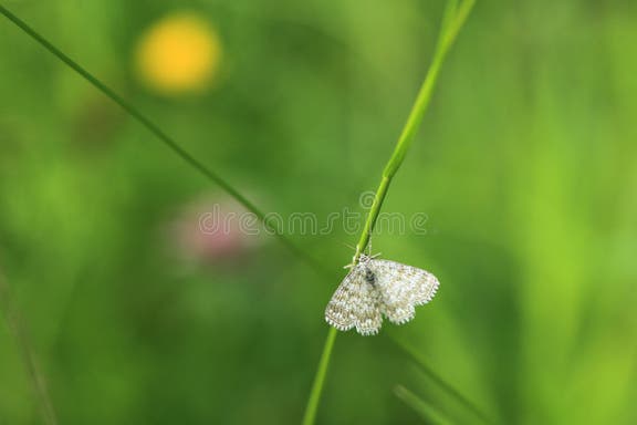 Lewes wave moth stock photo. Image of insect, stem, animal - 206241410