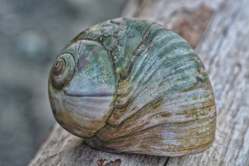 Moonsnail Foot Stock Photos - Free & Royalty-Free Stock Photos from ...