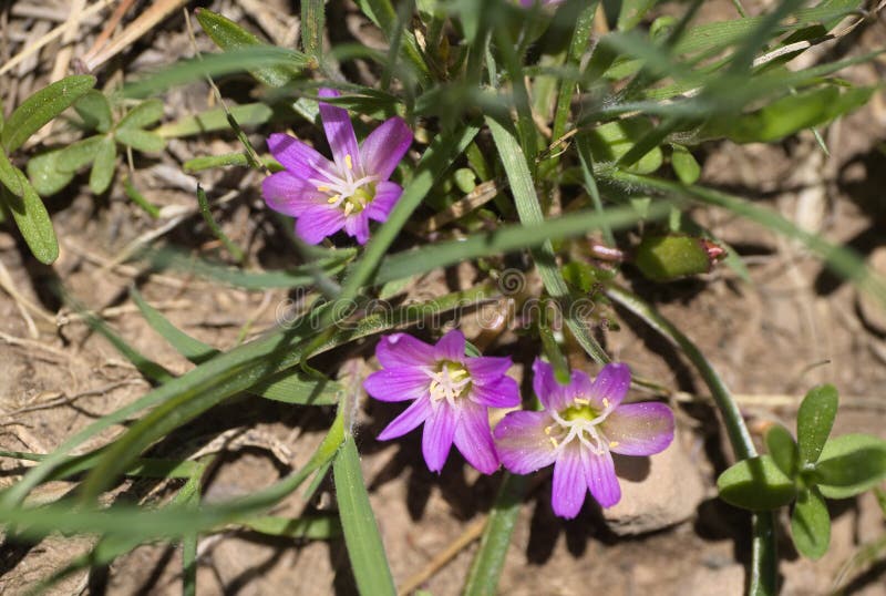 Lewisia pygmaea stock image. Image of bloom, wild, blossom - 120448189