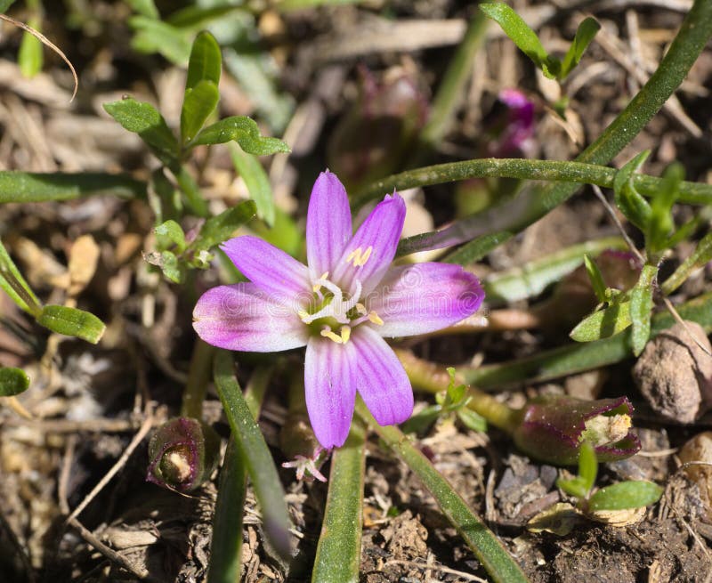 Lewisia pygmaea stock image. Image of bloom, wild, blossom - 120448189