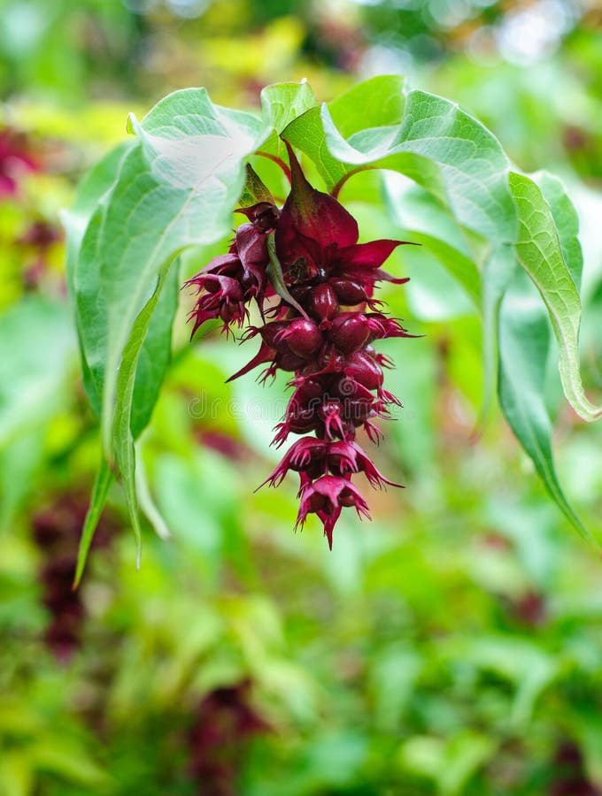 Leycesteria Formosa Berries Stock Photo - Image of leaves, nature: 62502280