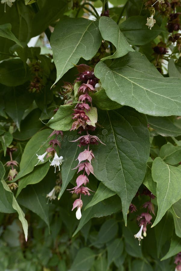 Leycesteria Formosa in Bloom Stock Image - Image of fresh, herbalism ...