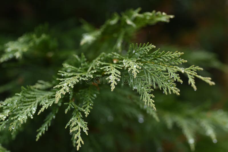 Leyland cypress. stock photo. Image of forest, branch - 241369182