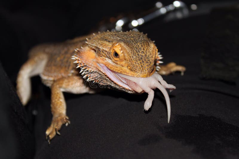 Lezard stock image. Image of dragon, lezard, barbu, mouse - 241803767
