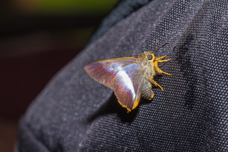 Lezna Anaranjado-atada imagen de archivo. Imagen de abdomen - 39566513