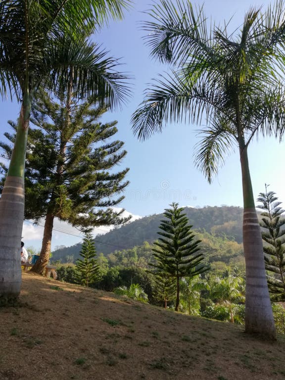 LG Trees in Blue Sky stock photo. Image of nature, coconut - 167225494