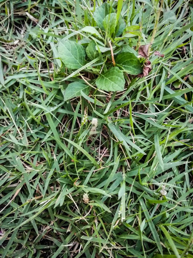 LGrass. stock photo. Image of backdrop, brown, grass - 89579808