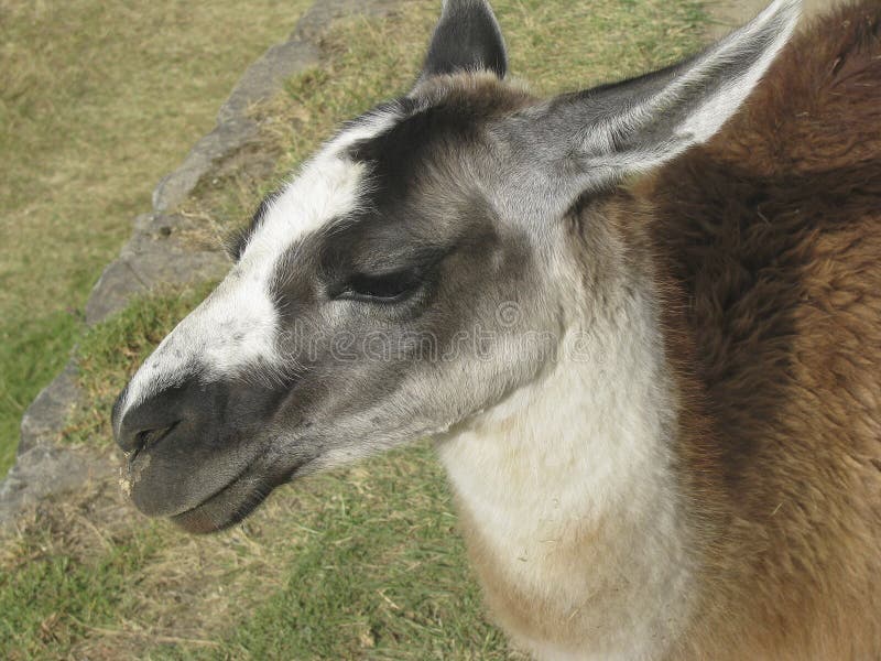Fotos de Stock de Lhama - Fotos de Stock Gratuitas e Sem Fidelização a ...