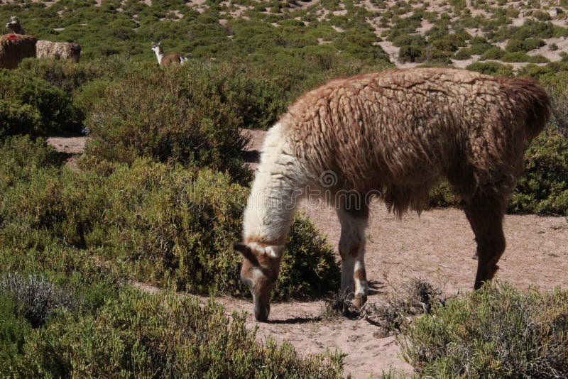 Lhama stock photo. Image of peru, lhama, trip, machupicchu - 75558366