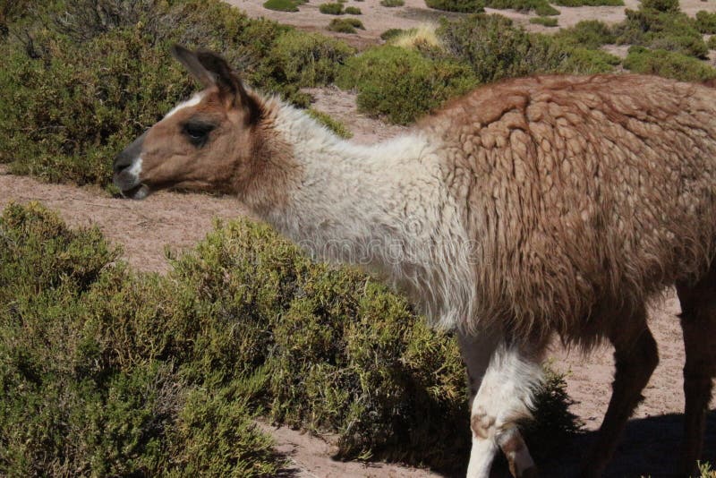 Lhama on desert stock image. Image of chile, desert - 182587457