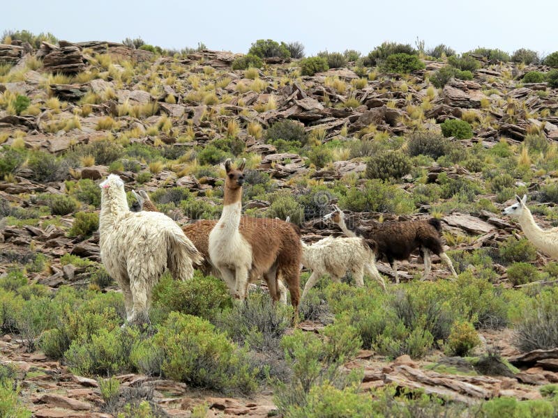 Lhama on desert stock image. Image of chile, desert - 182587457