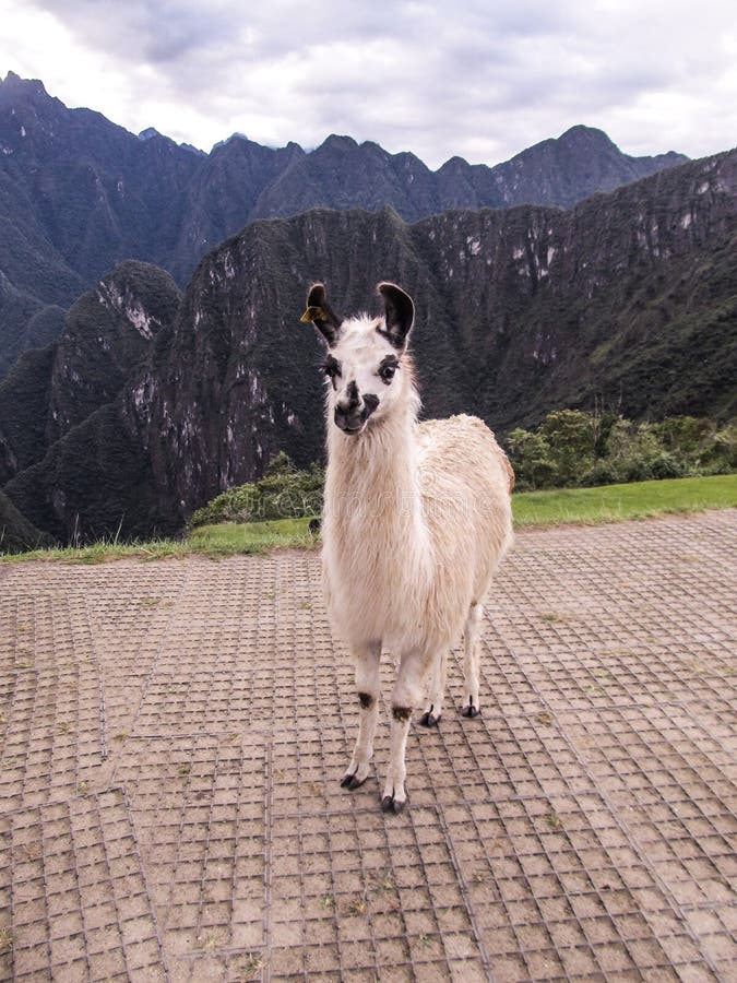 Lhama stock photo. Image of peru, lhama, trip, machupicchu - 75558366