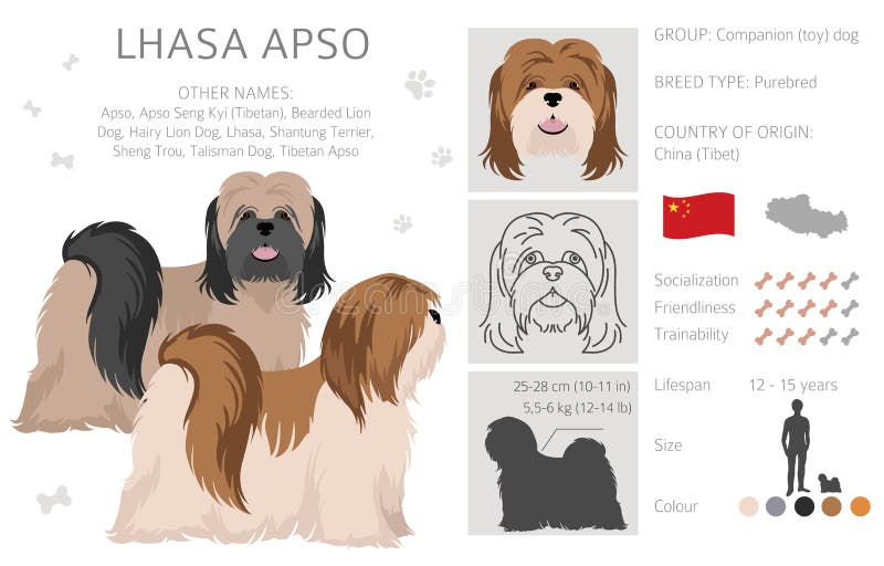 Lhasa Apso Clipart. Different Poses, Coat Colors Set Stock Vector ...