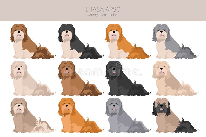 Lhasa Apso Clipart. Different Poses, Coat Colors Set Stock Vector ...