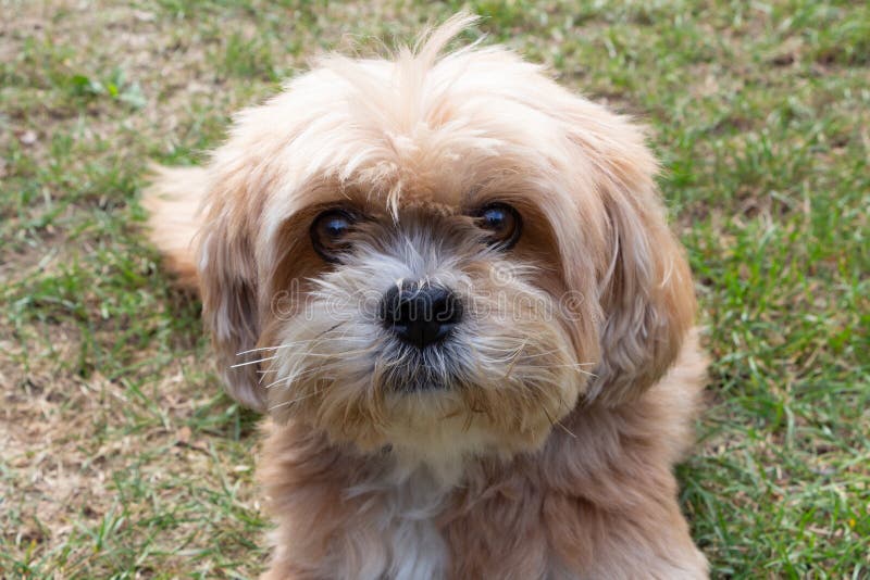 Lhasa Apso dog in a garden stock photo. Image of apso - 177268350