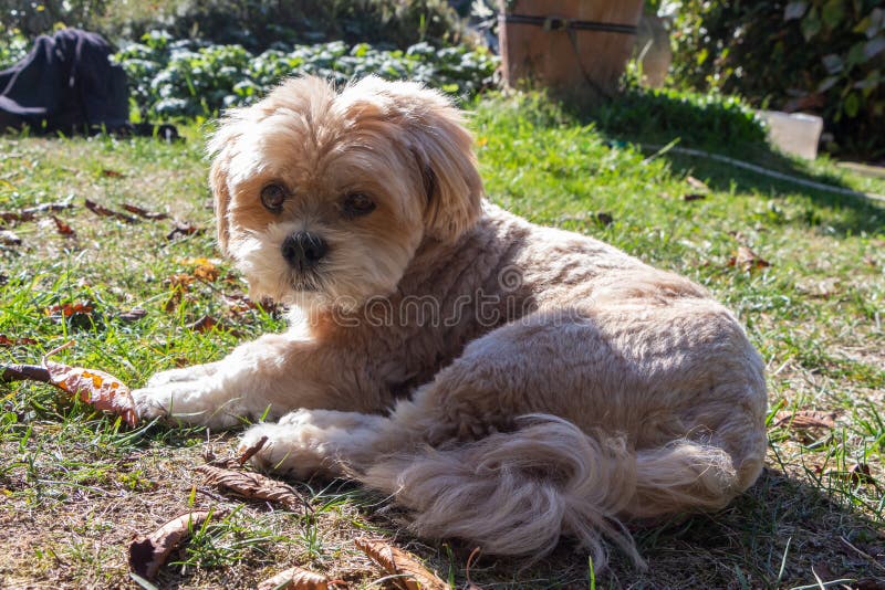 Lhasa Apso dog in a garden stock photo. Image of breed - 206053294