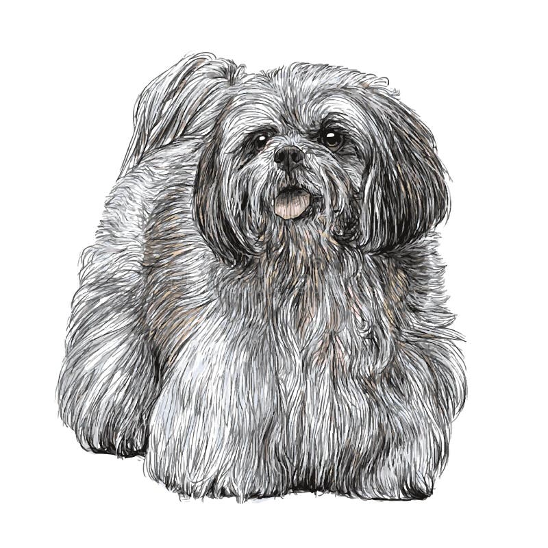 Lhasa Apso Dog Easy Coloring Cartoon Vector Illustration. Isolated on ...