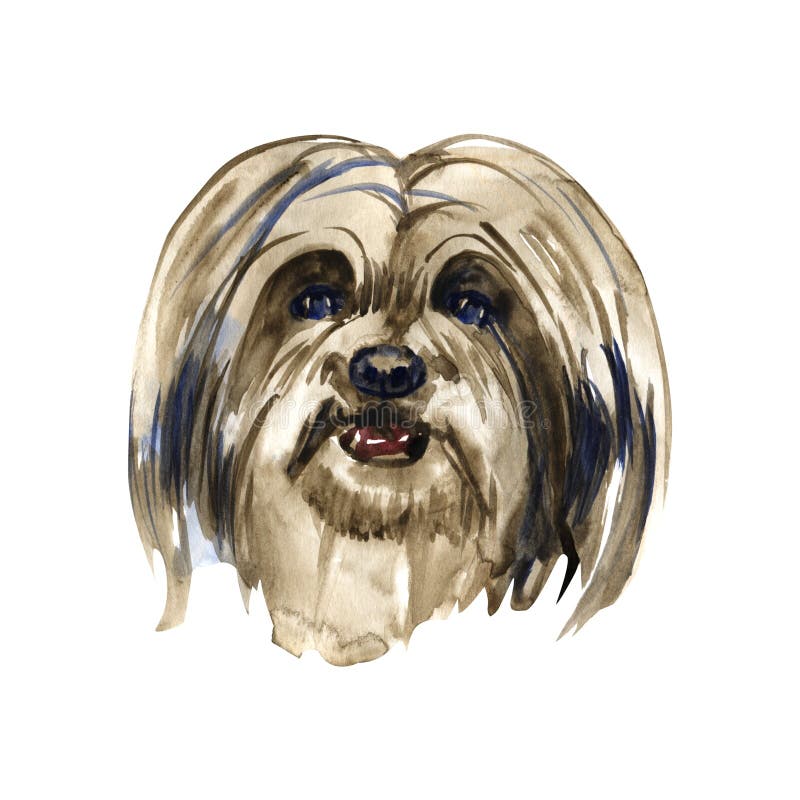 Lhasa Apso Pet With White Fur, Portrait Of Canine Digital Art ...