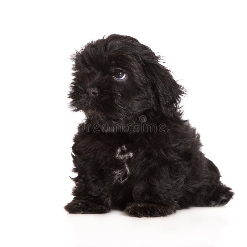 235 Black Lhasa Apso Stock Photos - Free & Royalty-Free Stock Photos ...