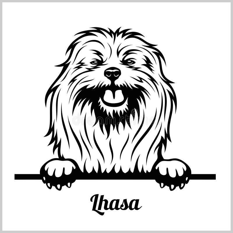 Lhasa - Peeking Dogs - Breed Face Head Isolated on White Stock Vector ...