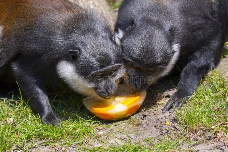 Lhoest s monkeys stock image. Image of cercopithecus - 31991765