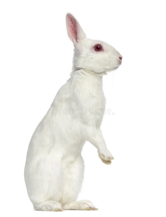 Un Lapin Blanc Albinos Aux Yeux Rouges Est Assis Dans Le Foin Dans Une ...