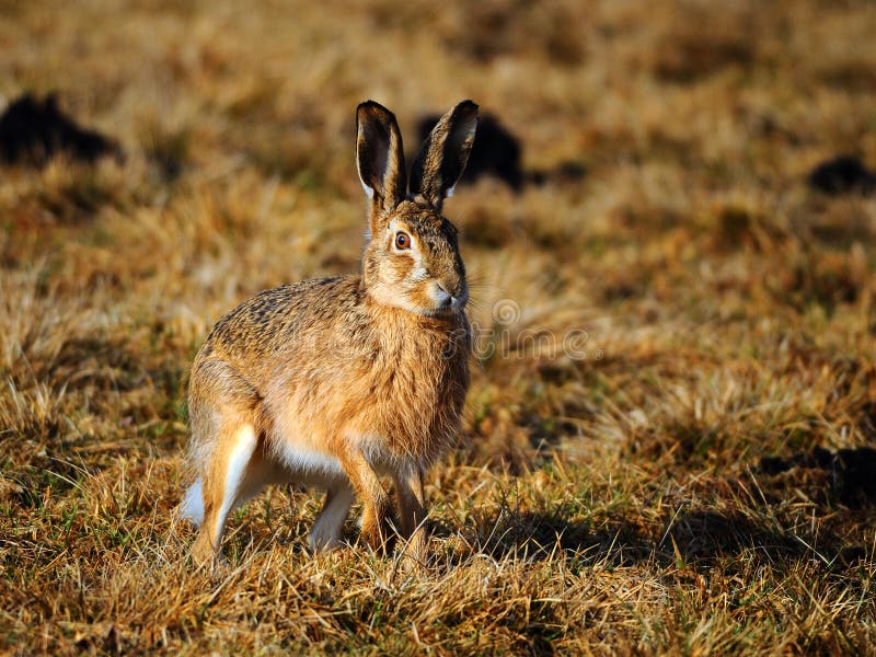 31,007 Lièvres Photos libres de droits et gratuites de Dreamstime