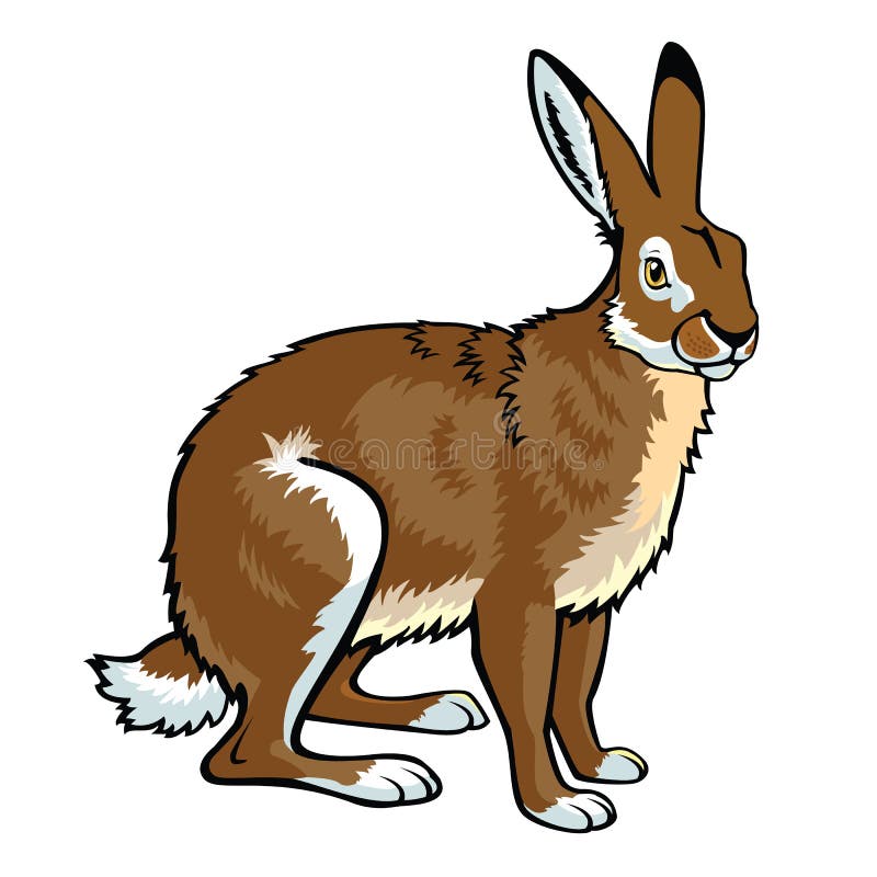 Lepus Stock Illustrations, Vecteurs, & Clipart – (717 Stock Illustrations)