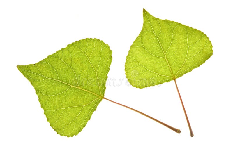 Liść topola obraz stock. Obraz złożonej z botanika, sezon - 10814515