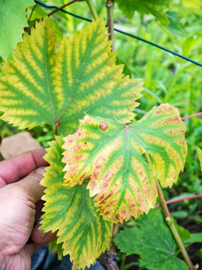 114 Choroby Winogrona Choroby zdjęć stockowych - bezpłatne i z licencją ...