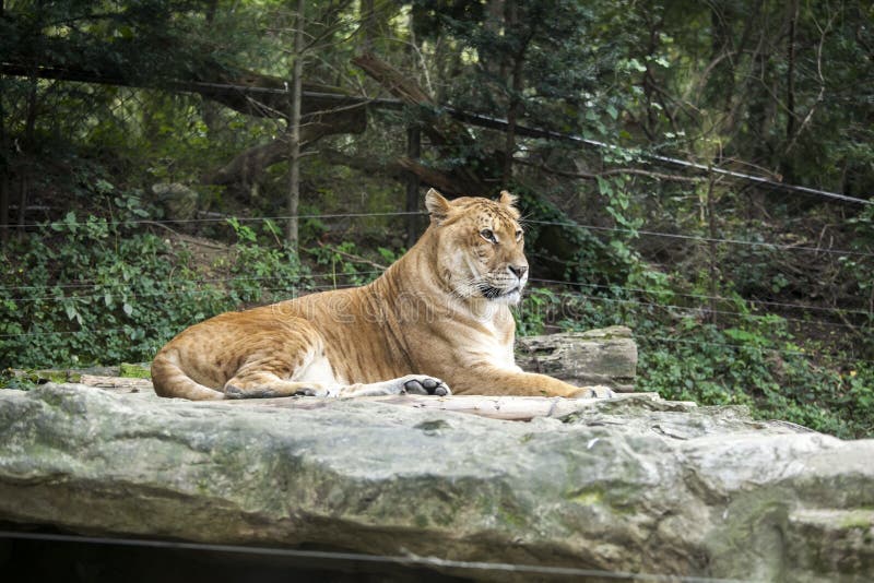 Li-ger, Leão Do Cruzamento E Tigre Imagem de Stock - Imagem de produzir ...