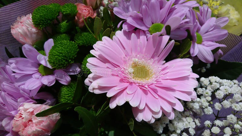 Fleur de janvier image stock. Image du ceci, fleur, montagne - 50443545